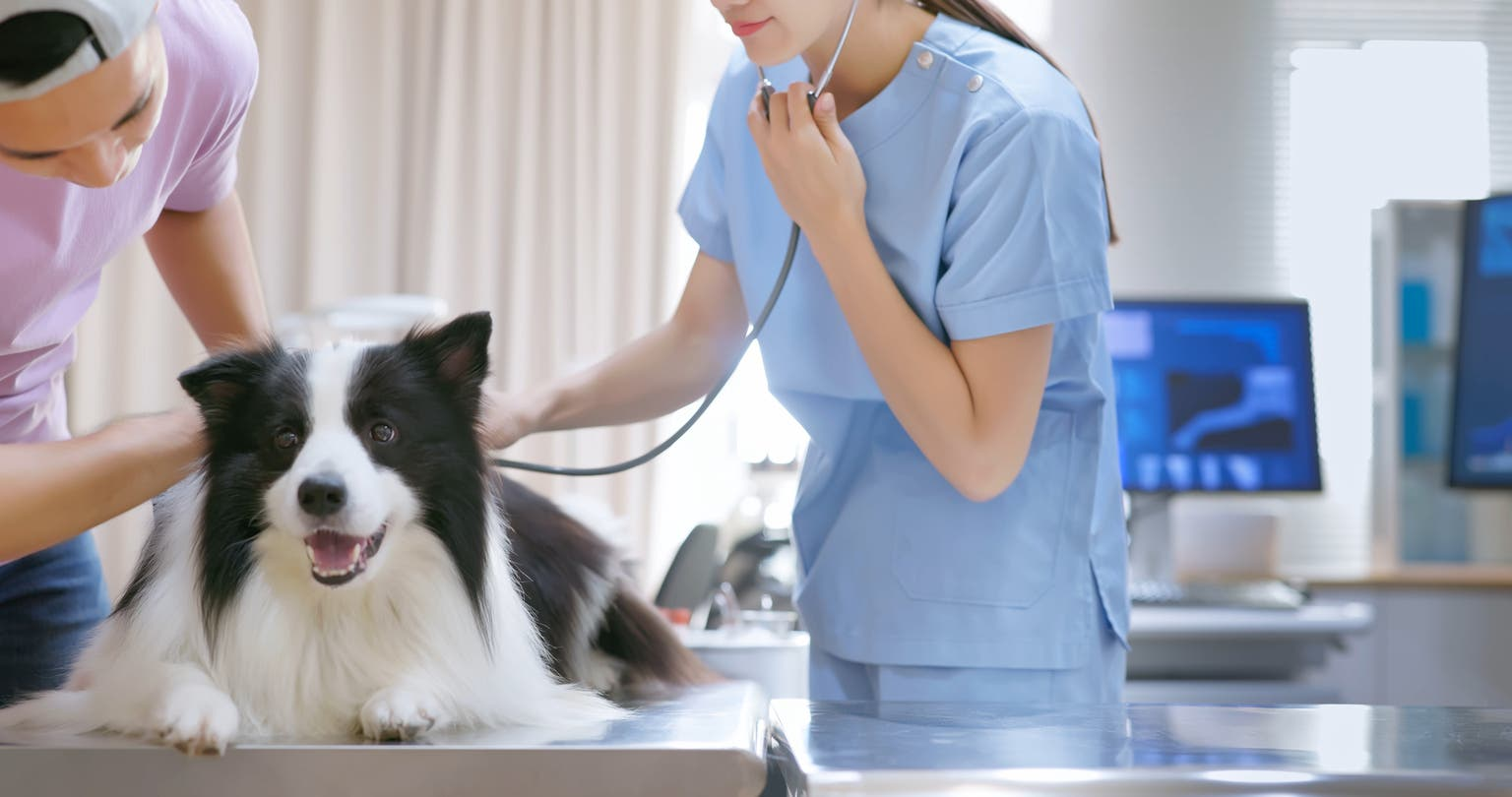 Veterinary Exam Folding Down Tables for Sale in Canada