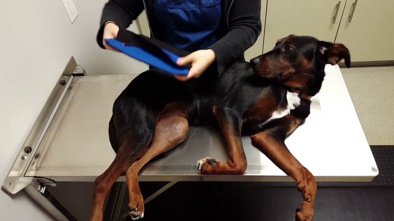 Veterinary Cryotherapy Equipment | Best Cryotherapy Tools